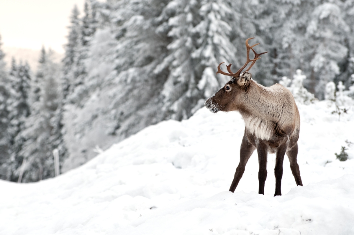 Mapa Laponsko a Finsko - Objev Finsko a Laponsko